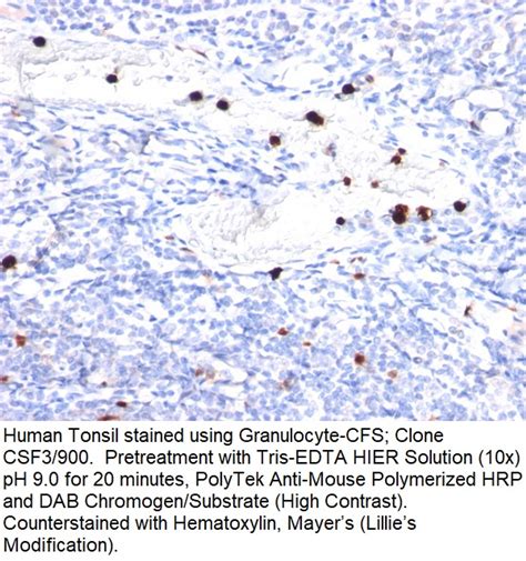 Granulocyte Colony Stimulating Factor G Csf Clone Csf3900 Concentrate 01ml