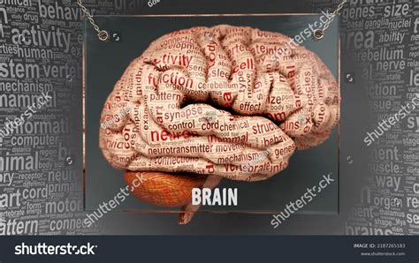 Human Brain Dozens Important Terms Describing Stock Illustration 2187265183 Shutterstock