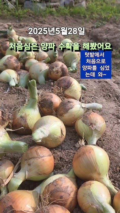 양파수확 하는시기 Youtube