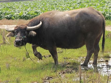 南方水牛图片大全 山水牛图片大全大图 水牛图片大全 大山谷图库