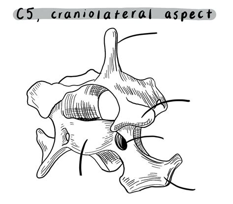 T6 Cranial Lateral Aspect Diagram Quizlet