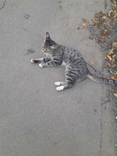 Кошка на ТЭЦ нужна помощь | Пикабу