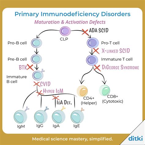 Primary Immunodeficiency Artofit