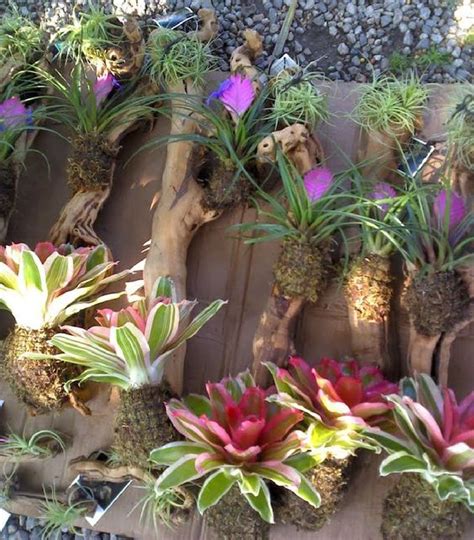 สับปะรดสี พืชทนแล้ง ไม้ประดับที่ปลูกได้แม้ในที่แคบ