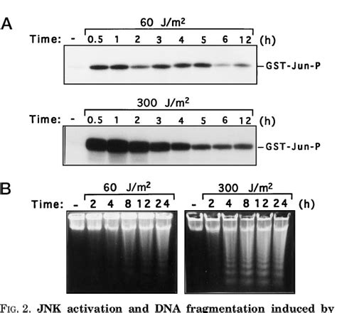 Figure 2 From The Role Of C Jun N Terminal Kinase Jnk In Apoptosis