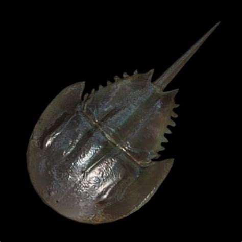 Limulus Amebocyte Lysate