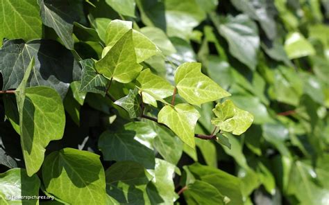 Coltivare L Edera Piante In Giardino Consigli Su Come Coltivare L Edera