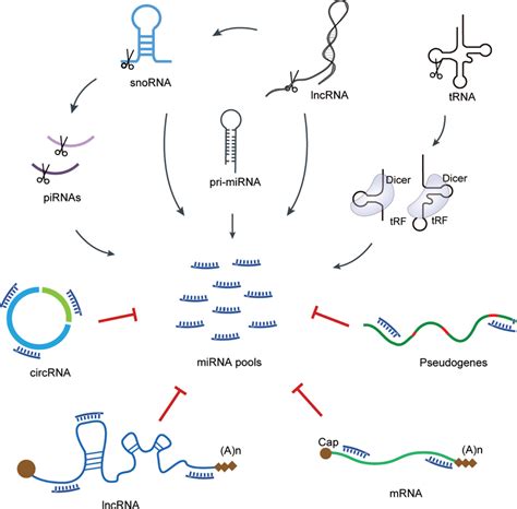 Ncrna Mediated Networks Are An Integral Part Of Genomics And Download Scientific Diagram