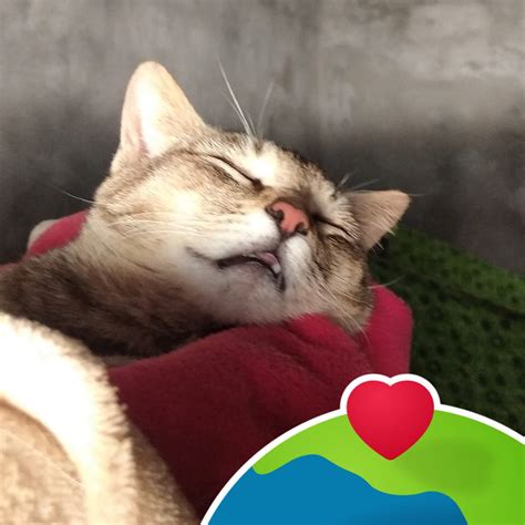 Kanbawza Tai News အေးသာယာ ထုံးဖိုဂိတ်၌ ယာဉ်ထိန်းရဲ၏ ဖမ်းဆီး ငွေတောင်းမှုကြောင့် ဒေသခံများ အခက