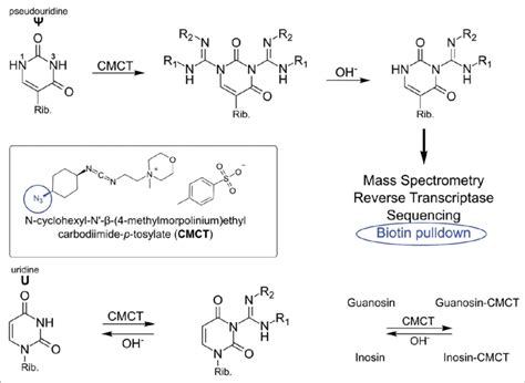 Reaction Of Carbodiimides With Pseudouridine And Uridine Top Download Scientific Diagram