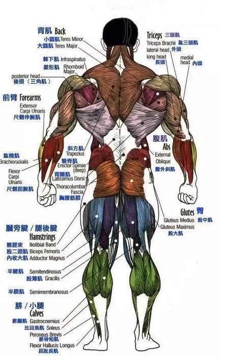 人體全身肌肉分布圖初學者必看 每日頭條