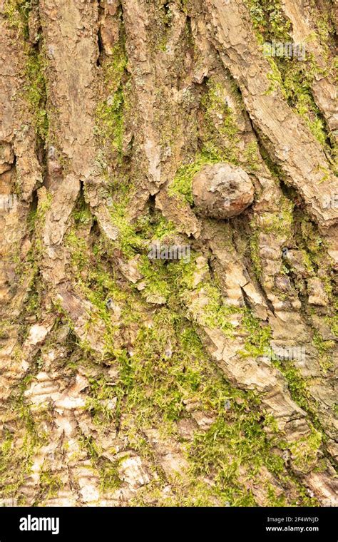 Very Close Up And Interesting Natural Patterns And Textures On The Trunk Of Trees Natural