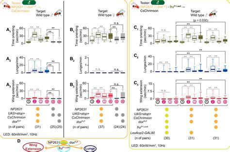 Sex Determining Genes Distinctly Regulate Courtship Capability And Target Preference Via