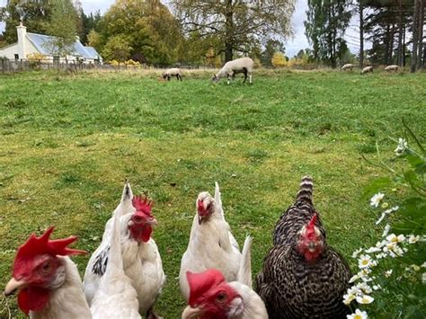The Lazy Duck Updated 2025 Campground Reviews Nethy Bridge Scotland