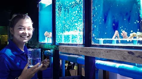 Experiments In Coral Sexual Reproduction Marine Savers