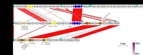 Schematic Comparison Of Sccmec And Ψscc Elements In M Canis Km45013 T Download Scientific