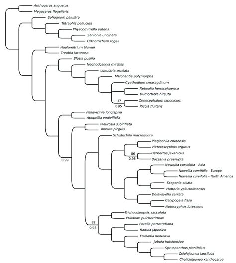 Phylogenetics Relationships Of 44 Bryophyte Species Based On Download Scientific Diagram
