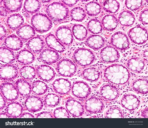 Cross Section Intestinal Glands Crypts Showing库存照片295184588 Shutterstock
