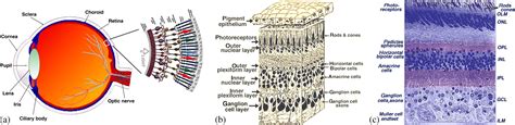 Intrinsic Optical Signal Imaging Of Retinal Physiology A Review