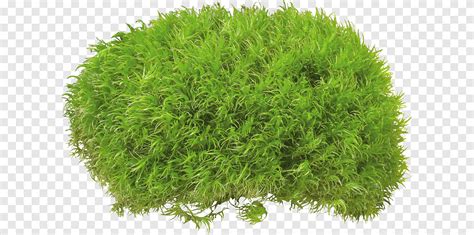 녹색 잎이 많은 식물 둥근 덤불 잔디 풀 덤불 Png Pngegg