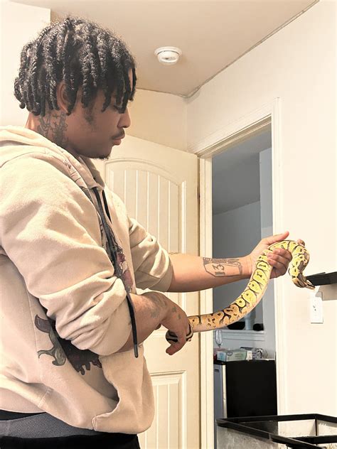 Diy Reptile Enclosures What Should The Maximum Size For A Ball Python Diy Reptile Enclosures What Should The Maximum Size For A Ball Python