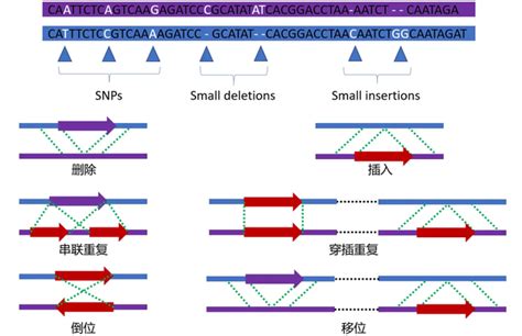 群体遗传学必备知识锦囊 知乎 群体遗传学必备知识锦囊 知乎