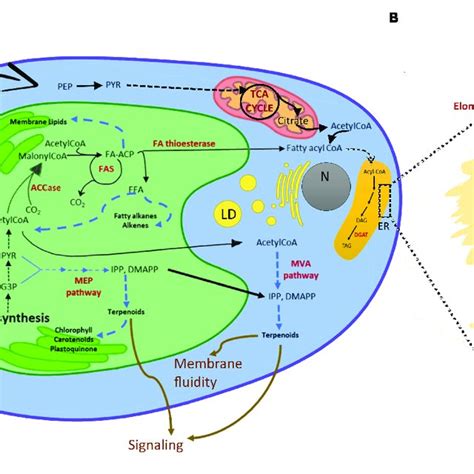Lipid Metabolism In Eukaryotic Algae A Schematic View Of Fatty