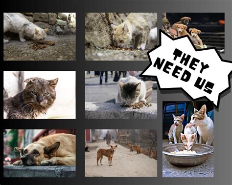 Deeksha Saini On Linkedin Its More Than Just Giving Them Food—its