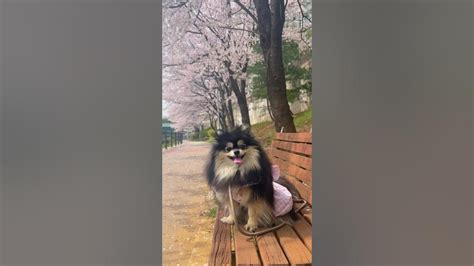 🌸벚꽃엔딩🌸 Youtube