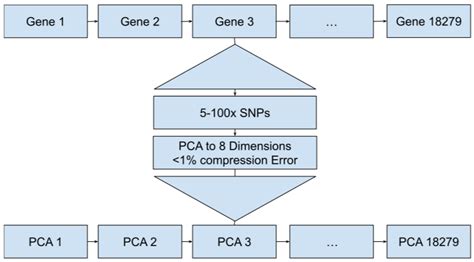 论文审查 Generating Synthetic Genotypes Using Diffusion Models