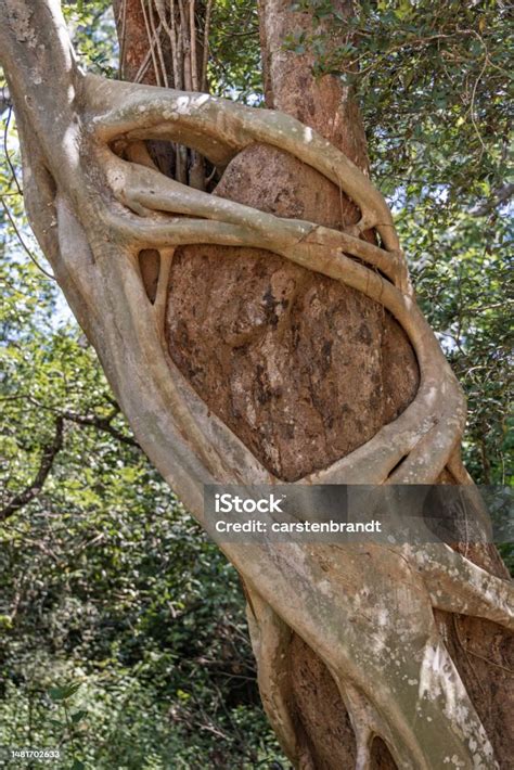 Strangler Fig Rainforest Strangler Fig Stock Image F0316374