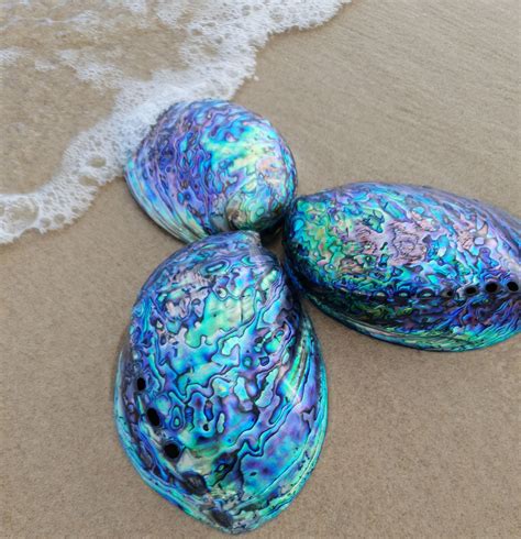 Paua Power