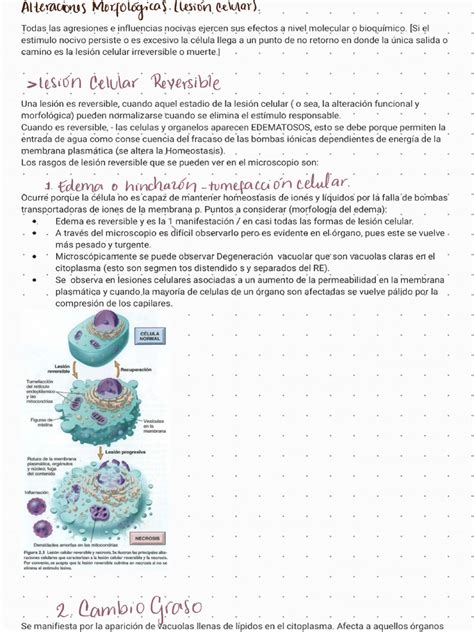 Clase 4 Lesión Celular Necrosis Pdf