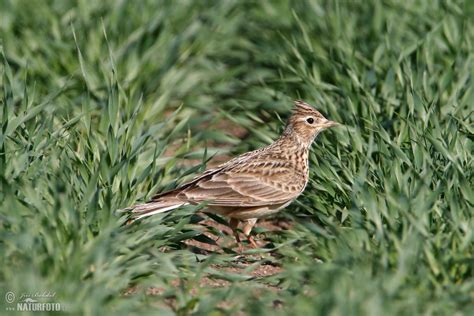 Skylark Photos, Skylark Images, Nature Wildlife Pictures | NaturePhoto