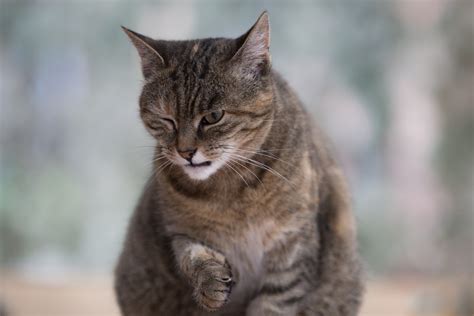 Cat Free Stock Photo Public Domain Pictures