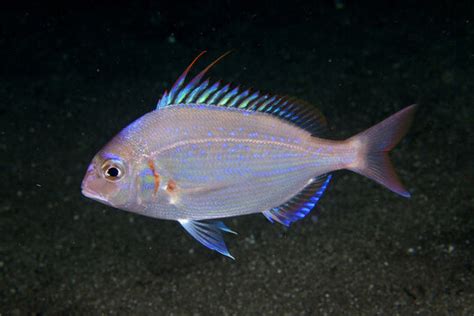 「チダイ」の写真素材 74件の無料イラスト画像 Adobe Stock