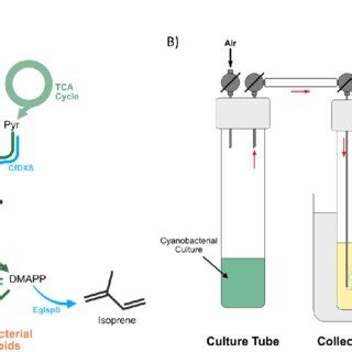 A Schematic Representation Of Cyanobacterial Terpenoid Pathway Green