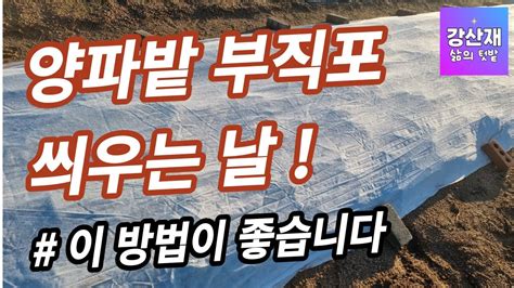 텃밭 양파 부직포 씌우기 좋은 날 택일하는 요령입니다 Youtube
