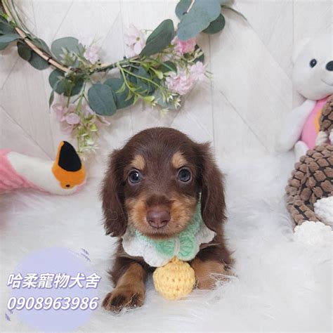哈柔寵物犬舍／巧克力奶油長毛臘腸 小白故事 幼犬貓買賣知識分享 合法寵物店