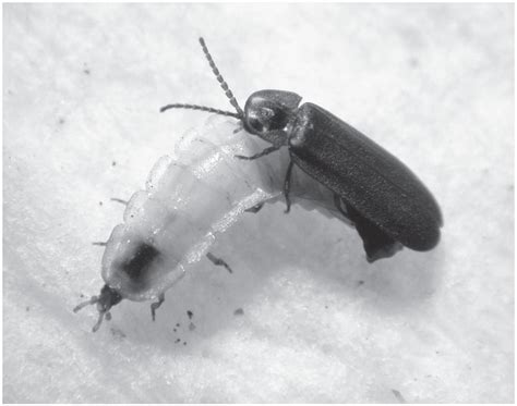 Pair Of Phausis Reticulata Fireflies In The Initial Dorsal Mount Phase Download Scientific