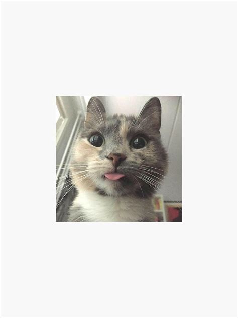 Funny Cute Cat Funny Cat Memes Aesthetic Sticker For Sale By Anything4 Redbubble