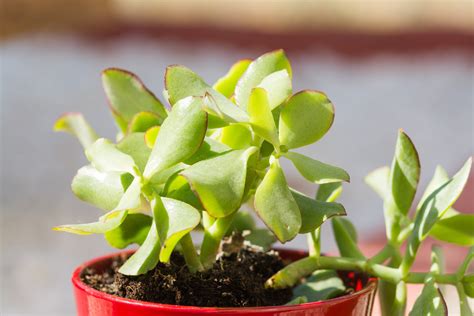 Crassula ovata 'Undulata' - PictureThis
