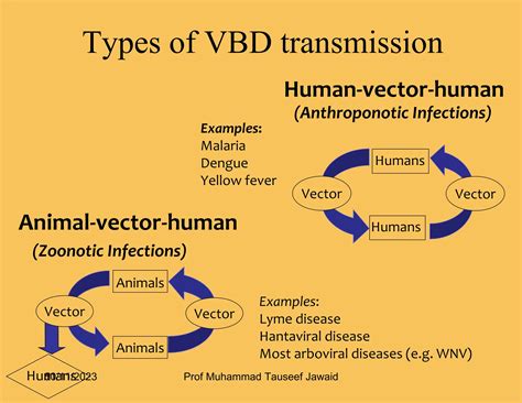 Vector Borne Diseases Pptx Infectious Diseases Diseases And Conditions