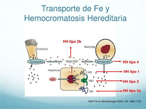 Ppt Hemocromatosis Powerpoint Presentation Free Download Id930920