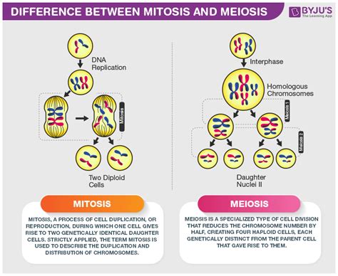 What Are The 3 Differences Between Mitosis And Meiosis At Chester Elkins Blog