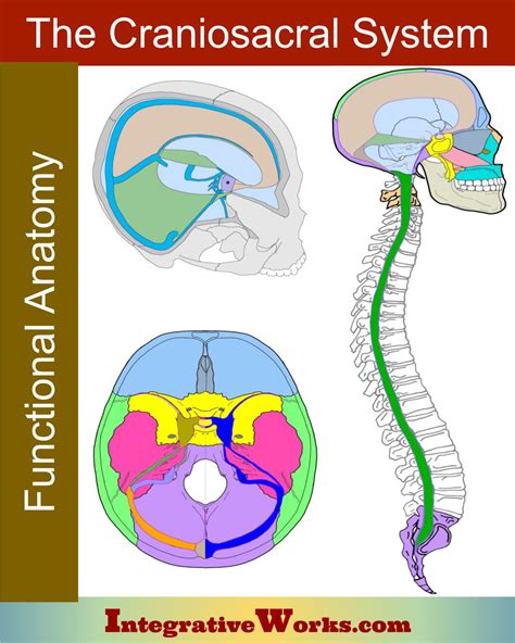 Craniosacral System Wall Chart Vinhbx