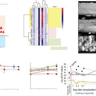 Nested Isolation Has No Negative Impact On Murine Phenotypes A The