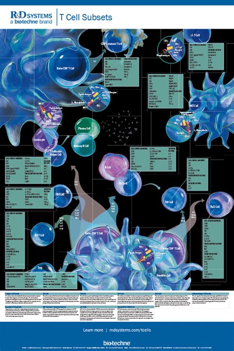 T Cell Subsets R D Systems T Cell Medical Illustration Health And Fitness Magazine