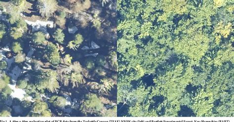 Figure 1 From A Benchmark Dataset For Canopy Crown Detection And