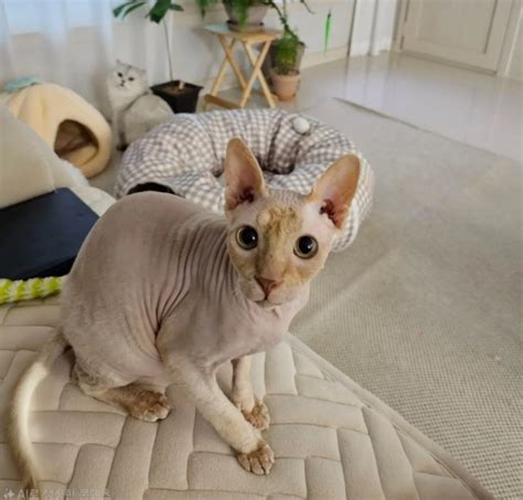 챗gpt로 지브리 이미지 만드는 법